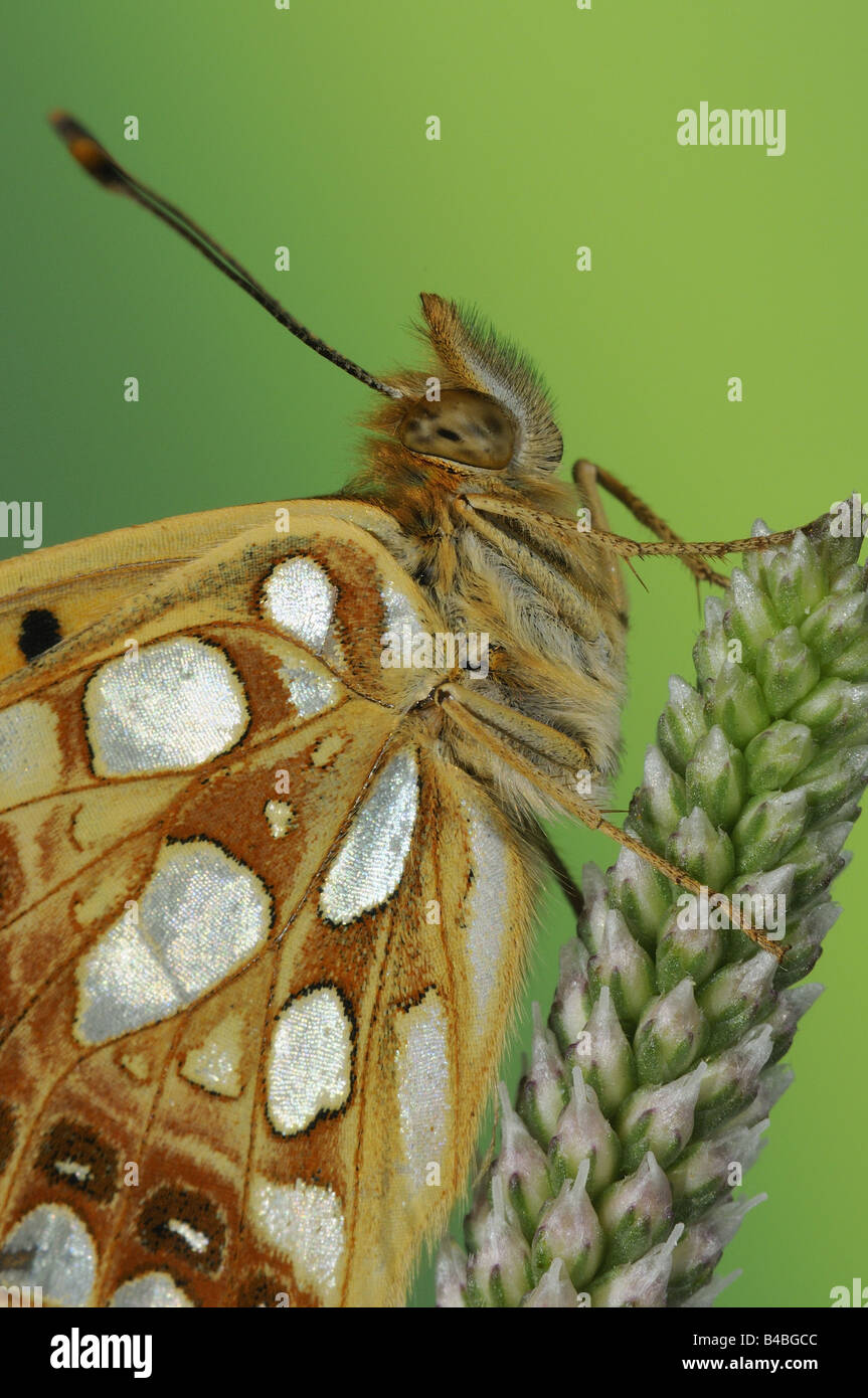 Queen of Spain Fritillary Butterfly Issoria lathonia resting on ...