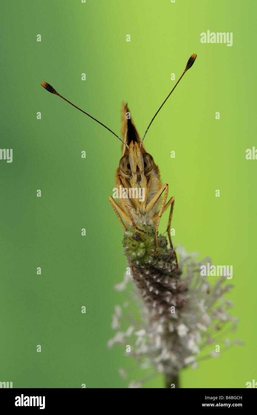 Queen of Spain Fritillary Butterfly Issoria lathonia resting on ...
