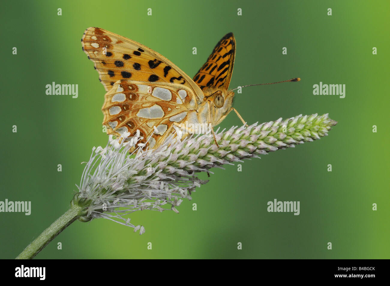 Queen of Spain Fritillary Butterfly Issoria lathonia resting on ...