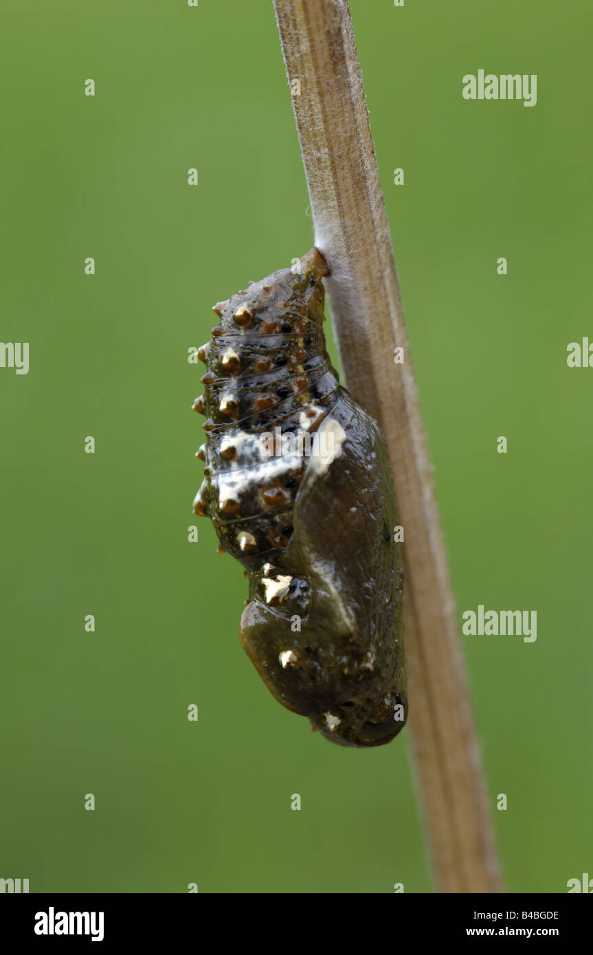 Queen of Spain Fritillary Butterfly Issoria lathonia pupa or chrysalis ...