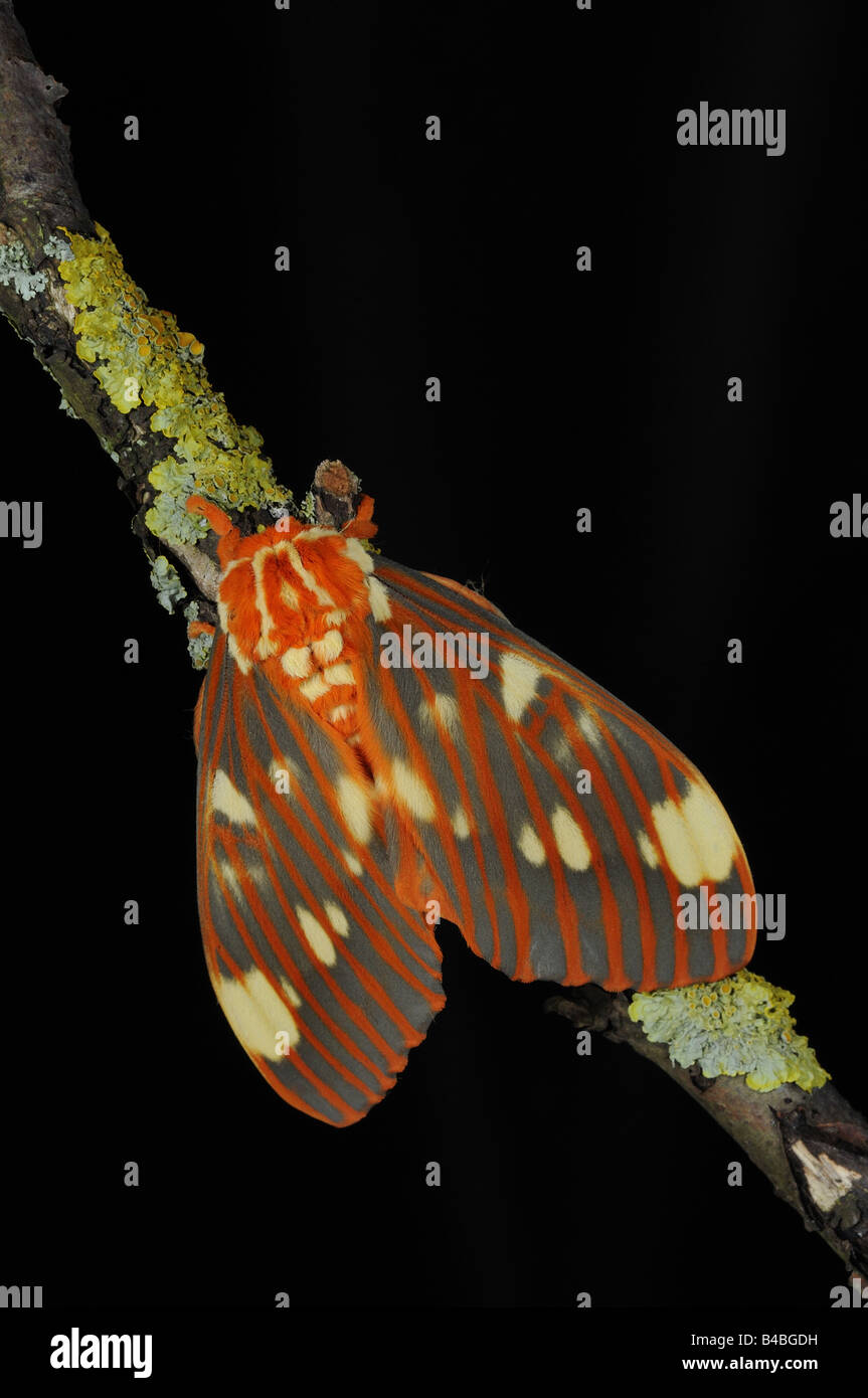 Walnut moth hi-res stock photography and images - Alamy