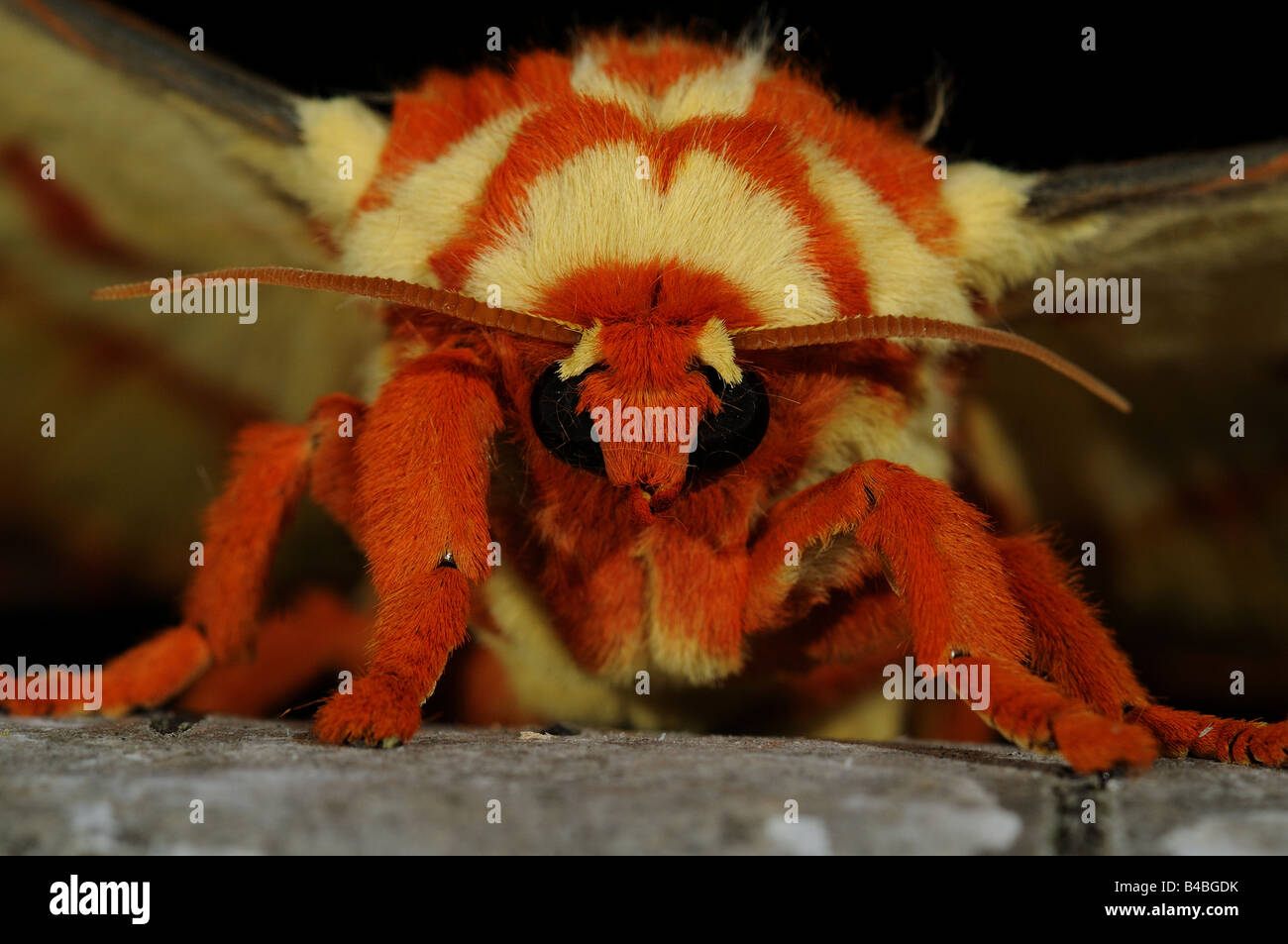 Regal Silkmoth Citheronia regalis also known as the Royal Walnut Moth ...