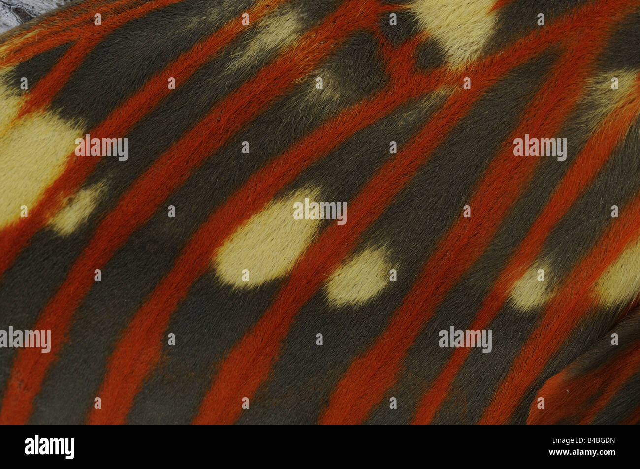 Regal Silkmoth Citheronia regalis also known as the Royal Walnut Moth ...