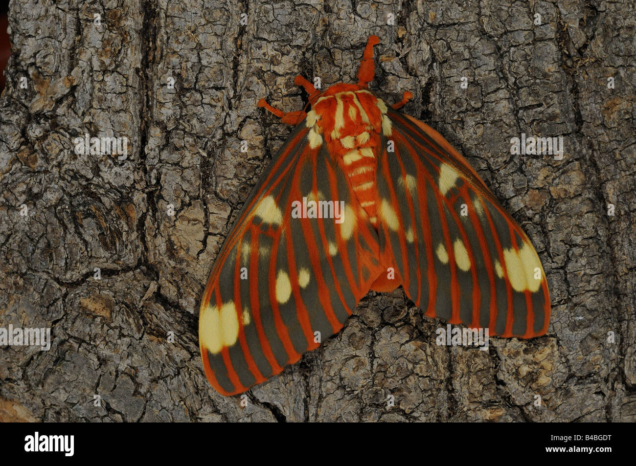 Regal Silkmoth Citheronia regalis also known as the Royal Walnut Moth ...