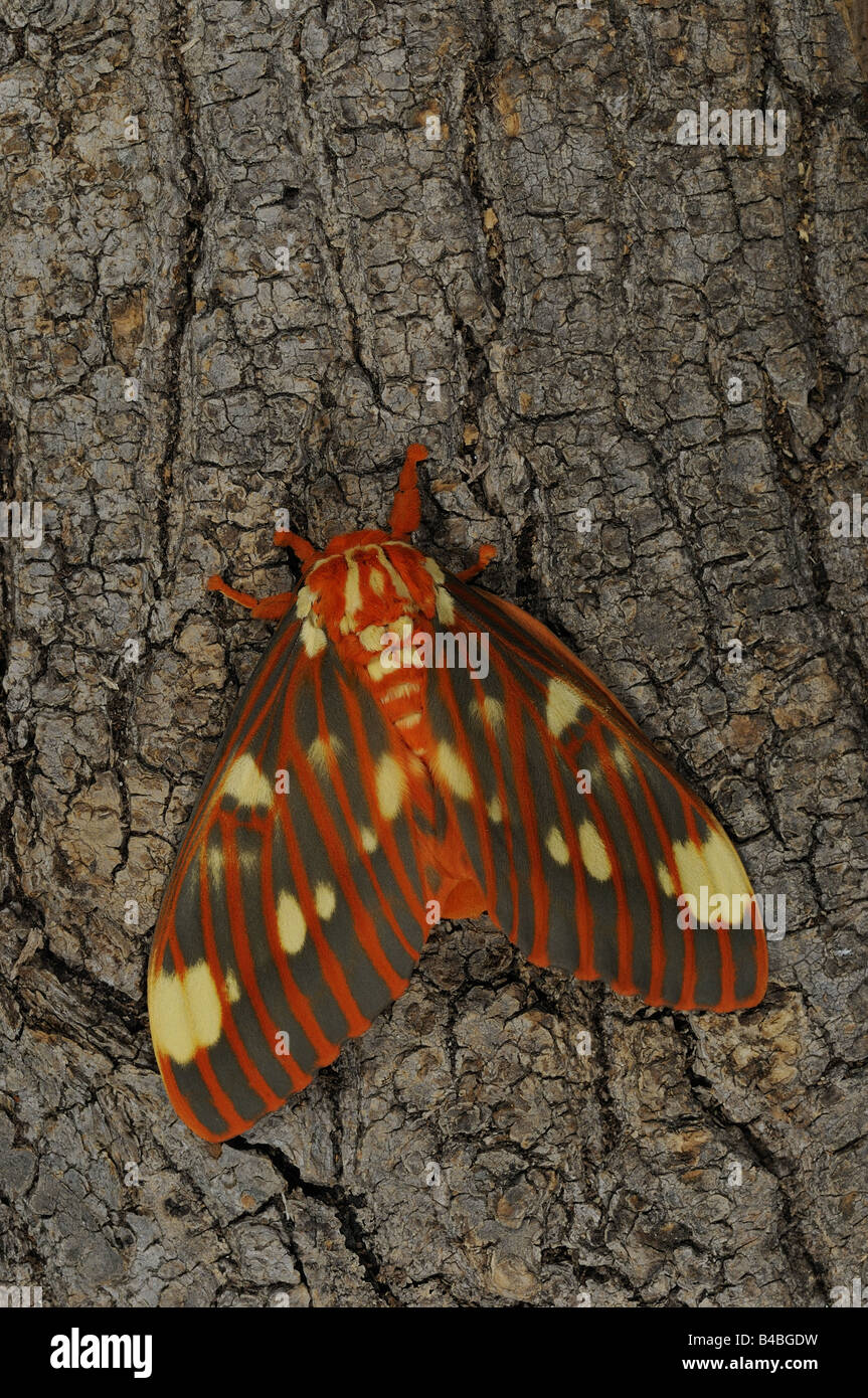 Regal Silkmoth Citheronia regalis also known as the Royal Walnut Moth ...