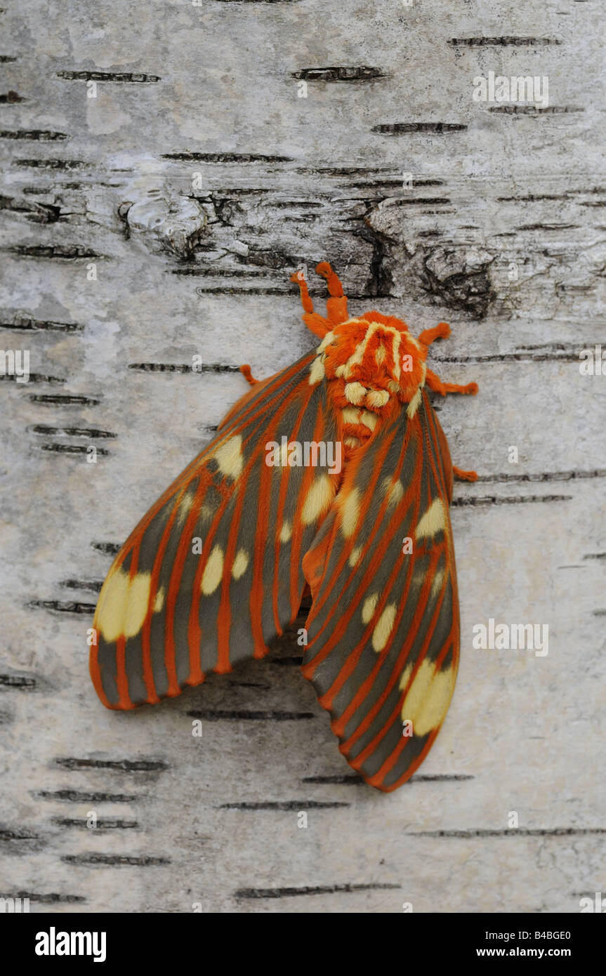Regal Silkmoth Citheronia regalis also known as the Royal Walnut Moth ...
