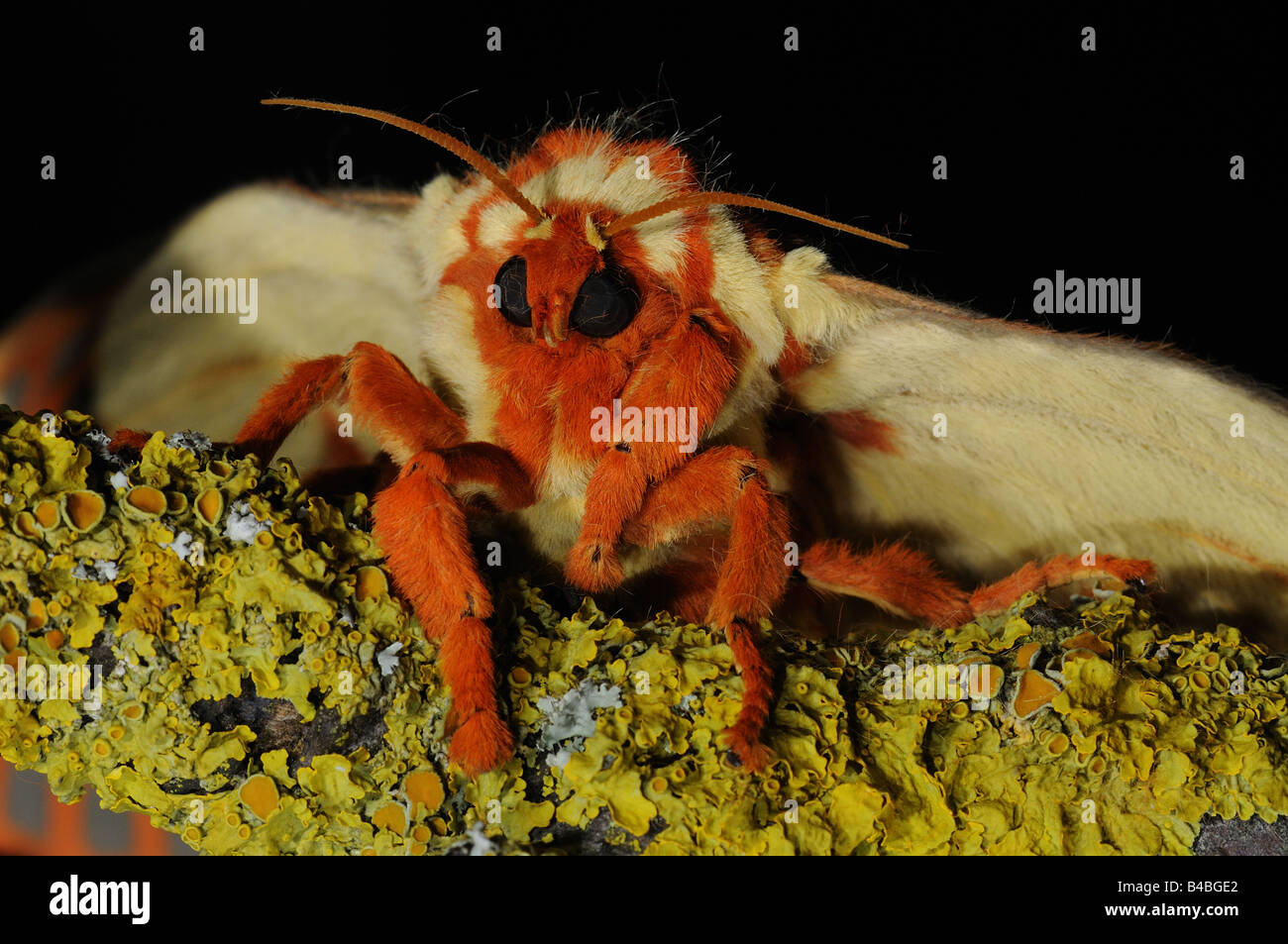 Regal Silkmoth Citheronia regalis also known as the Royal Walnut Moth ...