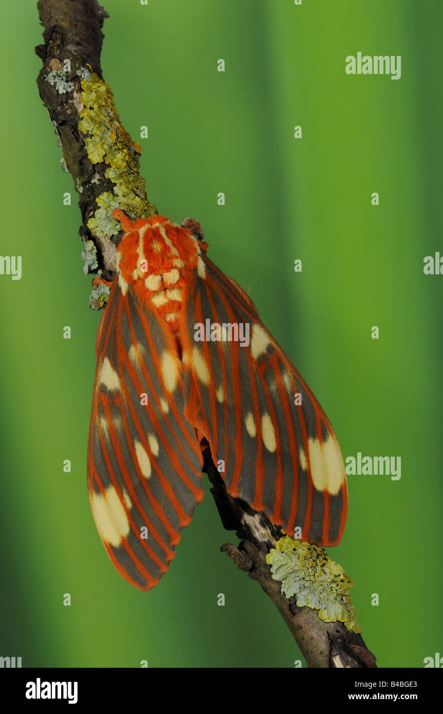 Regal Silkmoth Citheronia regalis also known as the Royal Walnut Moth ...