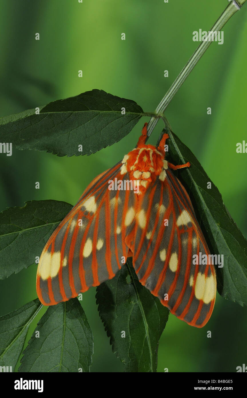 Regal Silkmoth Citheronia regalis also known as the Royal Walnut Moth ...