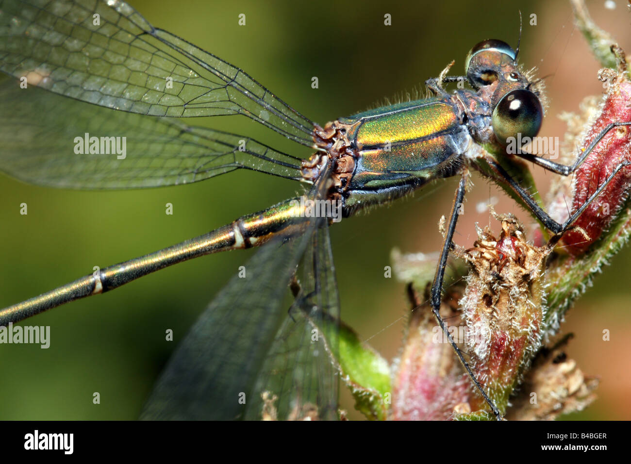 Dragonfly facet composite eyes front head whole body close up detail ...