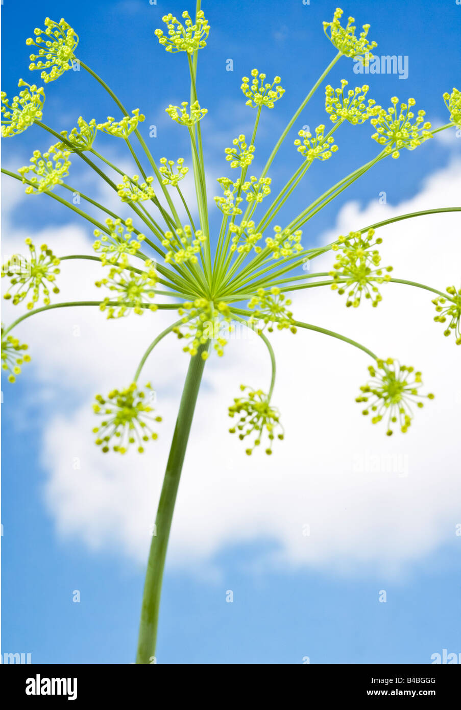 Anethum graveolens hi-res stock photography and images - Alamy