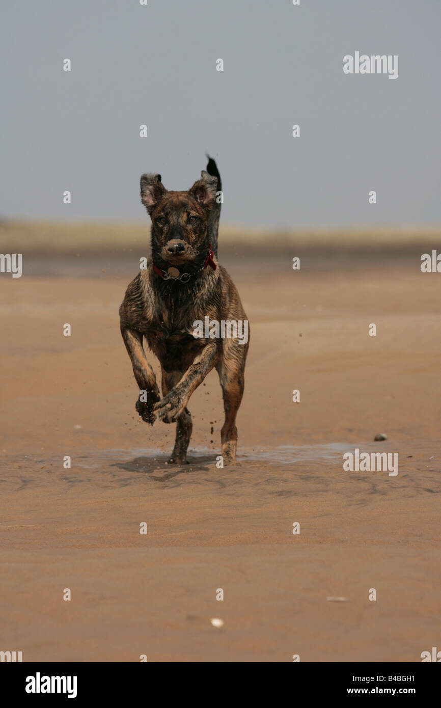 A dog running on a sandy beach Stock Photo - Alamy