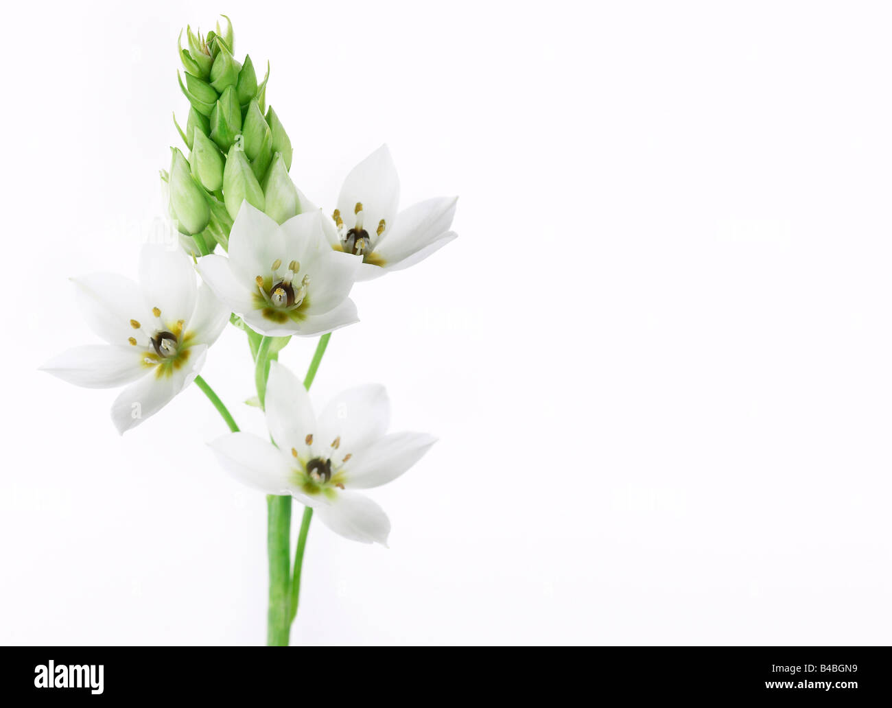 Ornithogalum thyrsoides chincherinchee hi-res stock photography and ...