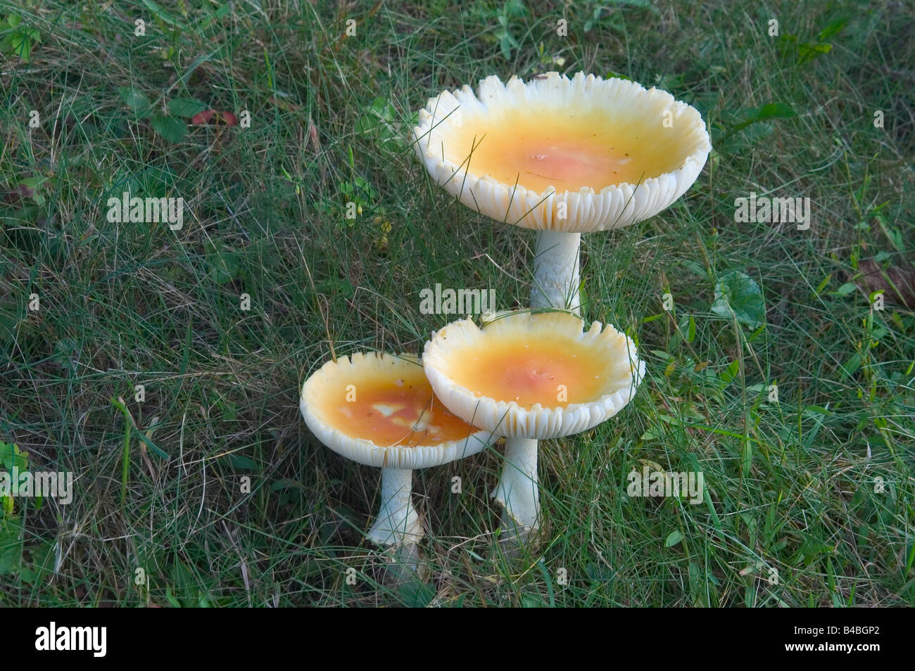 Inverted mushroom hi-res stock photography and images - Alamy