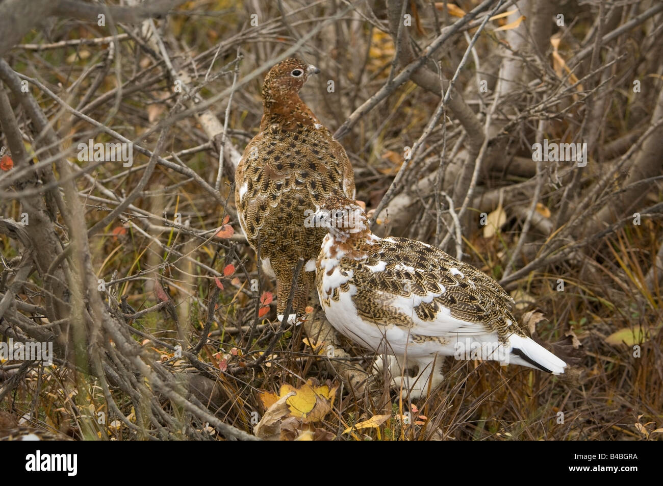 Alaska state bird hi-res stock photography and images - Alamy