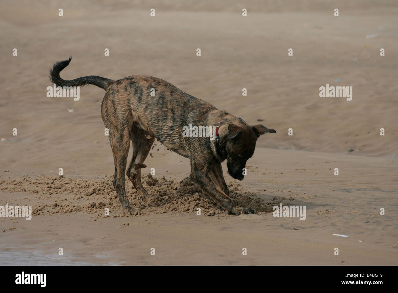 Dog digging in the sand hi-res stock photography and images - Alamy