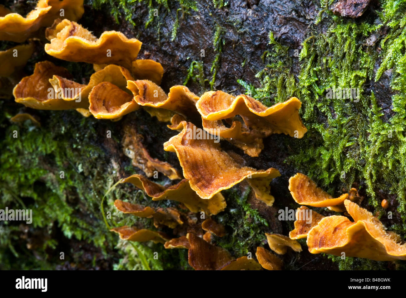 Many-zoned polypore on a fallen tree in woods near Callander Stock ...