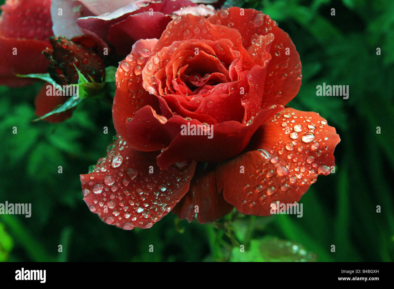 Rain on rose hi-res stock photography and images - Alamy