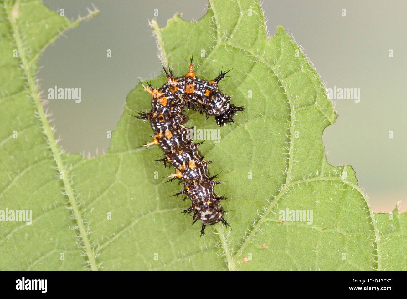 Question Mark Butterfly larva Polygonia interrogationis Stock Photo - Alamy