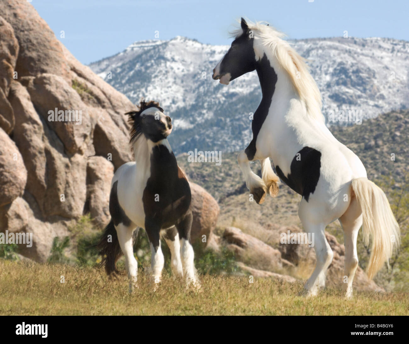 Rearing gypsy vanner horse stallion hi-res stock photography and images ...