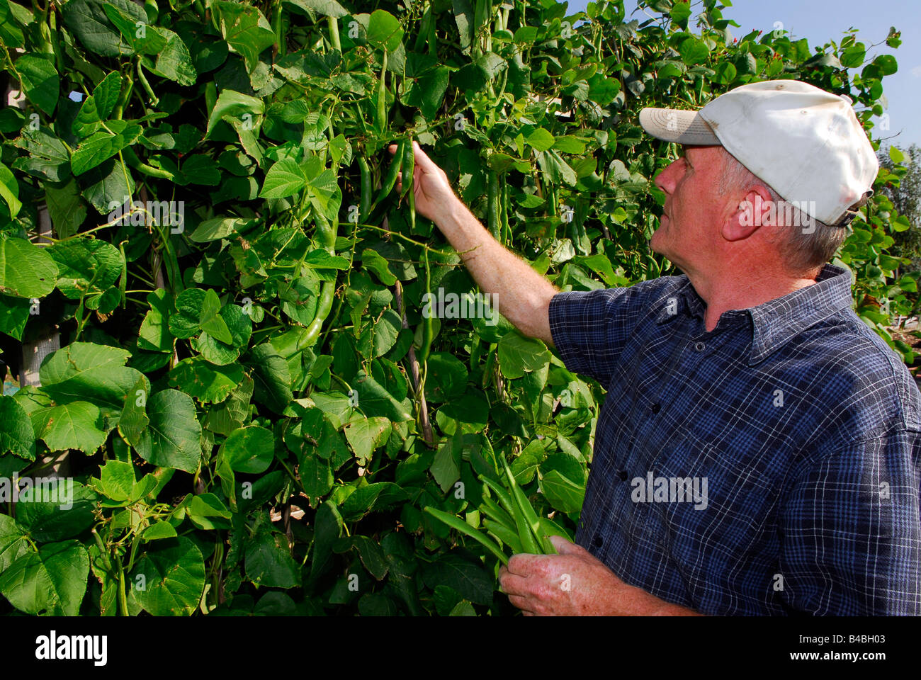 Elderly man picking runner beans on his allotment, Feltham, Middlesex ...
