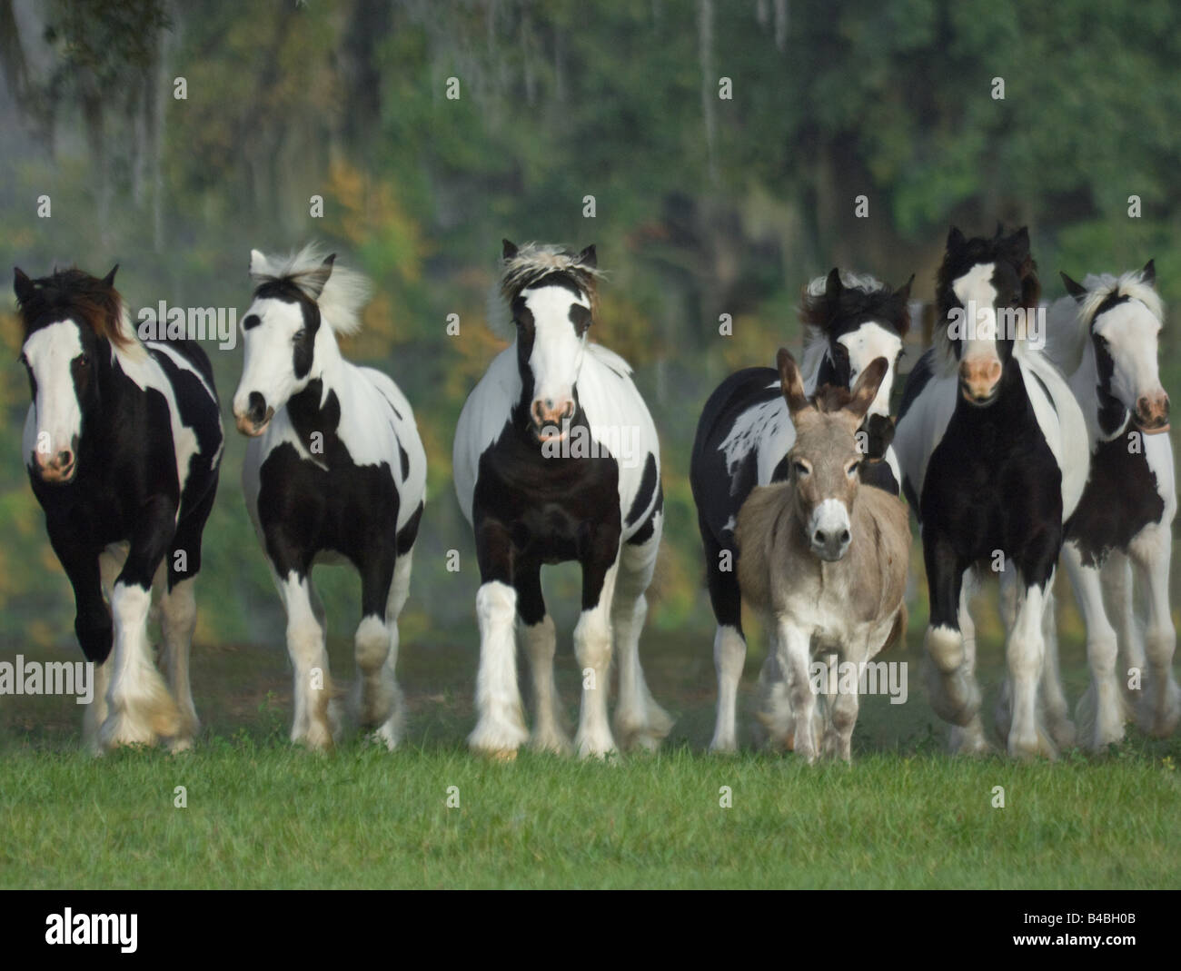 Herd of Gypsy Vanner horse weanlings with Miniature Donkey in the lead ...
