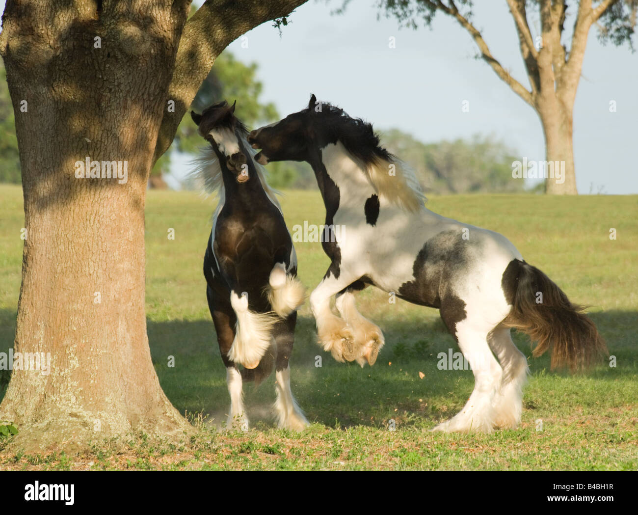 Gypsy vanner horse colt rearing hi-res stock photography and images - Alamy