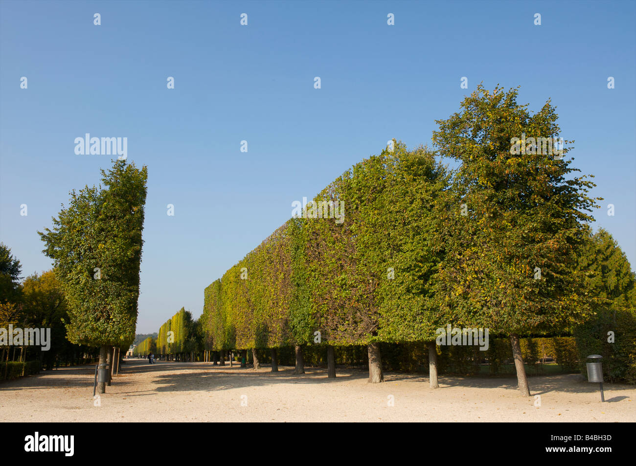 Trees in Palais de Schonbrunn Vienna Austria Stock Photo - Alamy