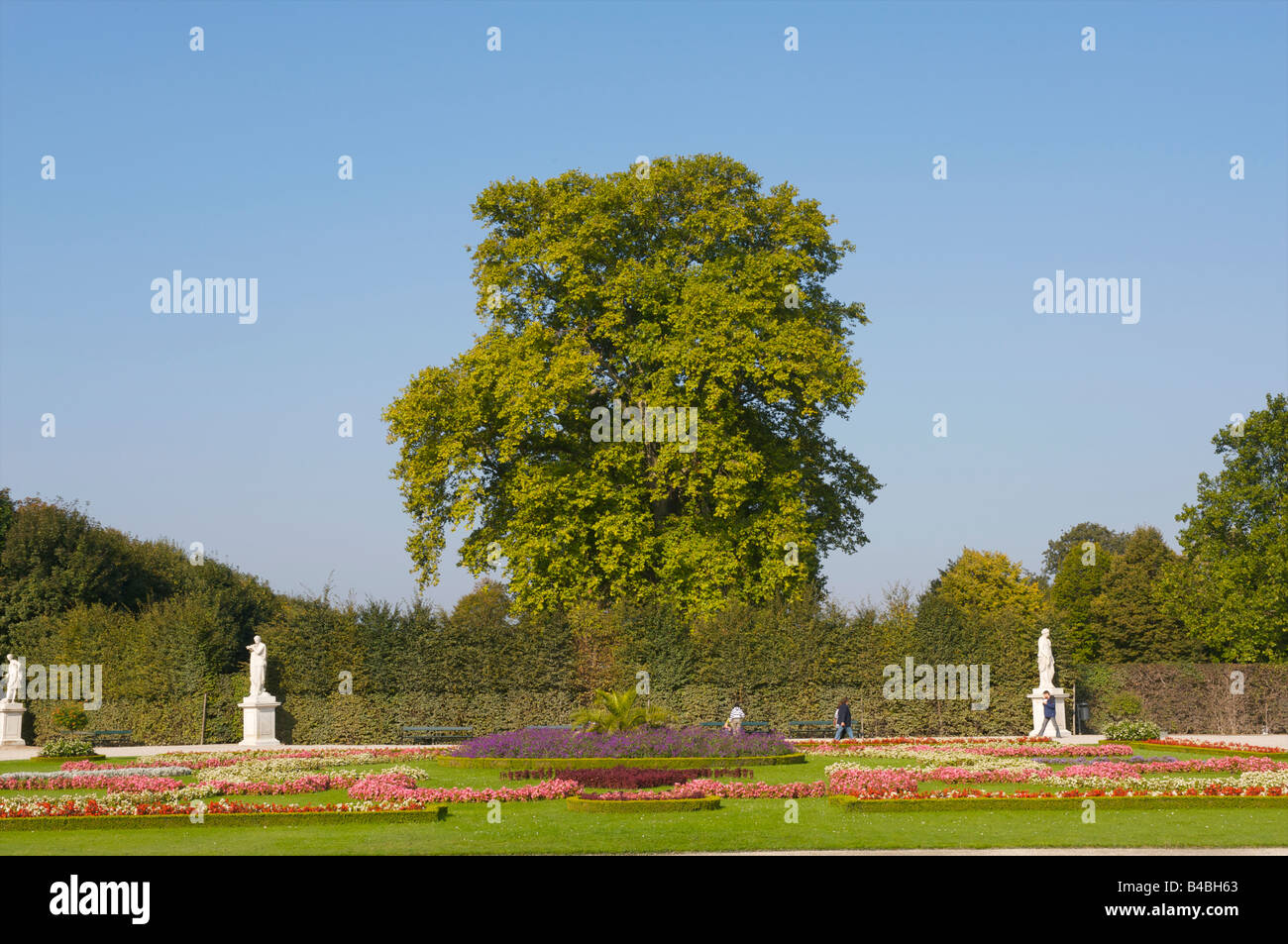 A tree in Palais de Schonbrunn Vienna Austria Stock Photo - Alamy