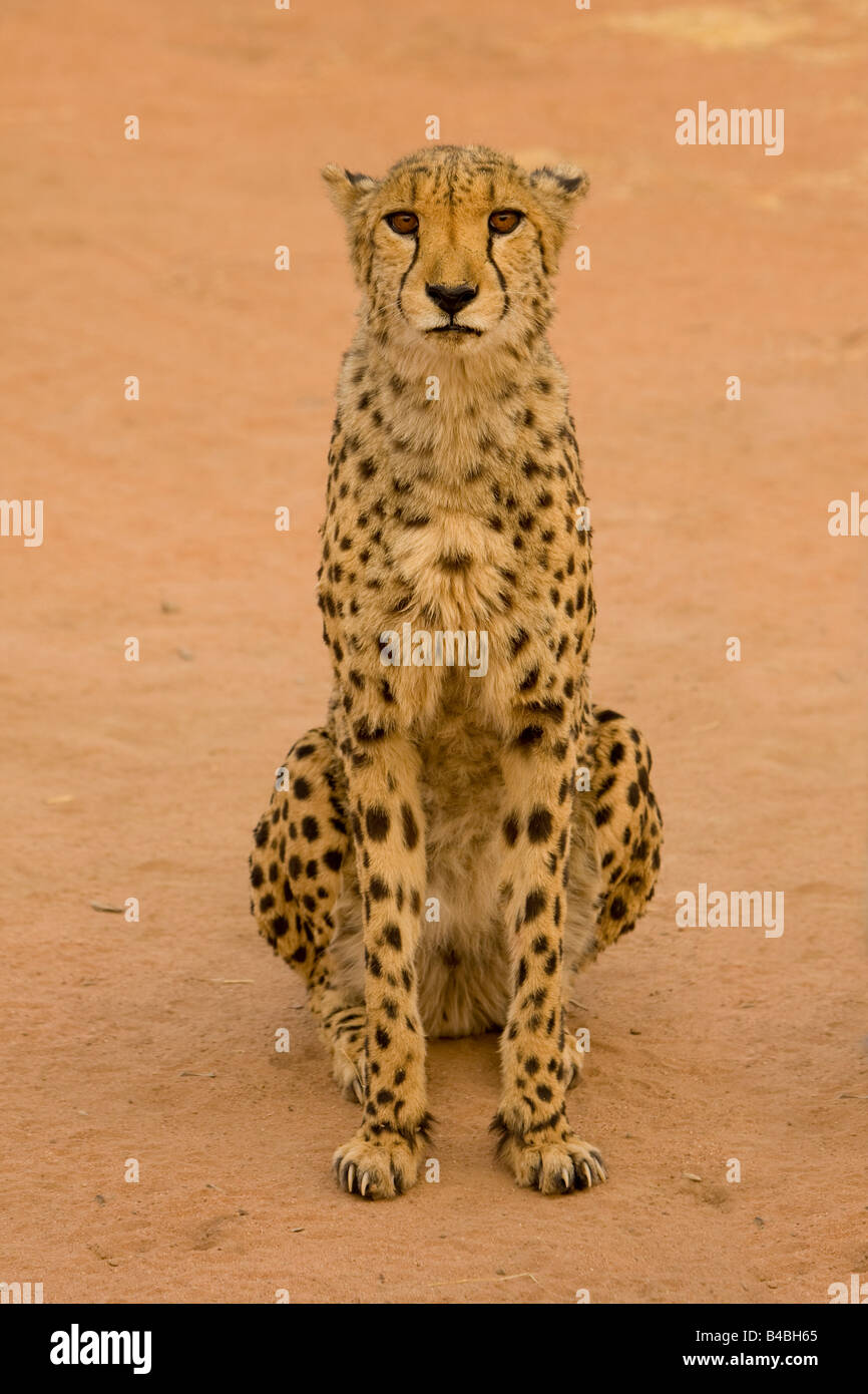 Cheetah namibia hi-res stock photography and images - Alamy