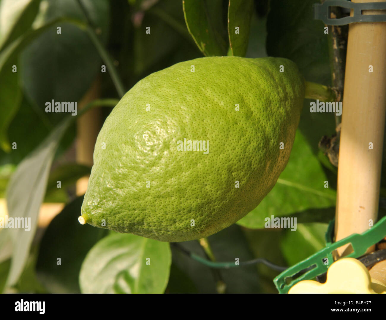 lemon ripening on lemon tree Stock Photo - Alamy