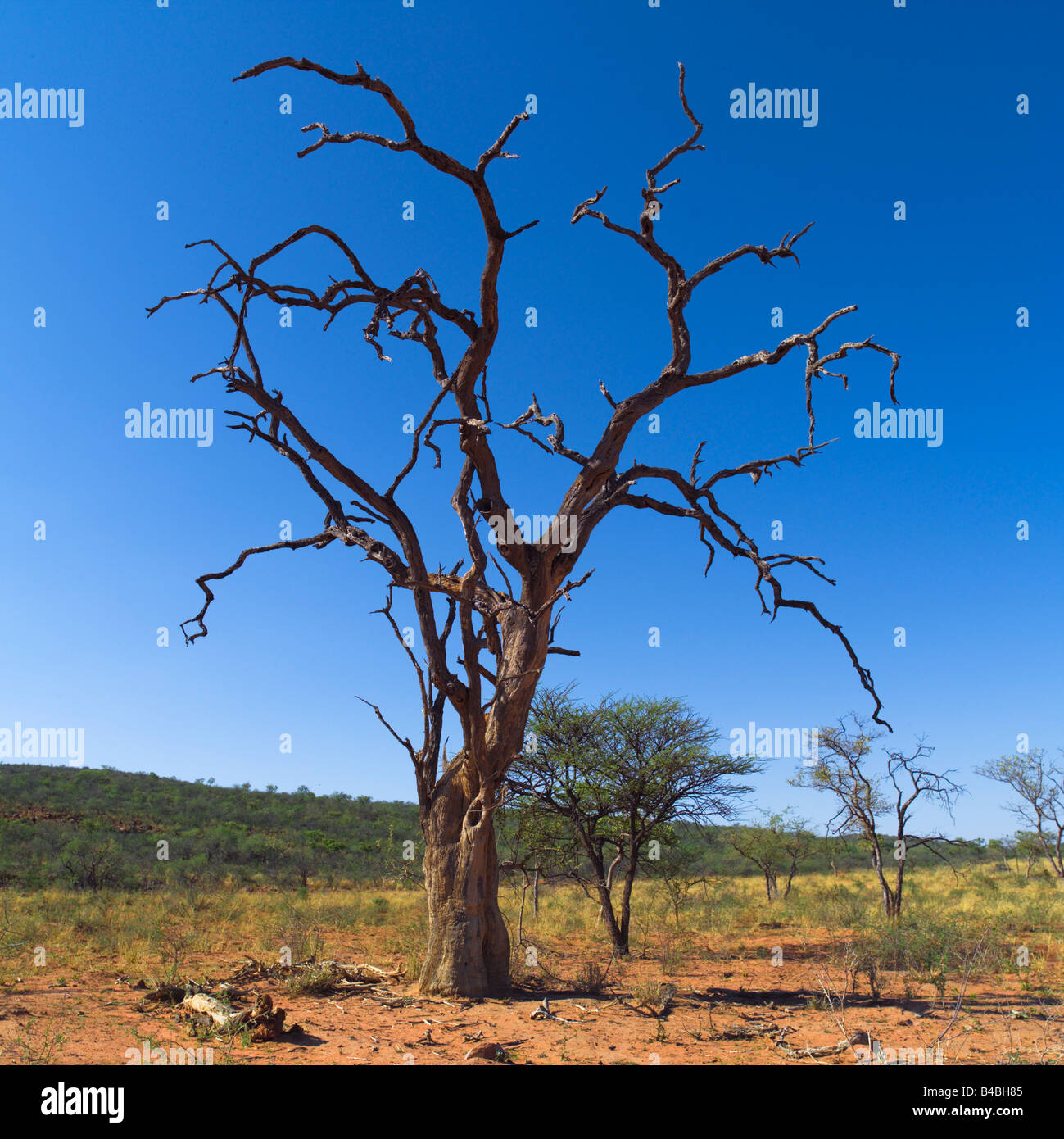 Dead tree, Namibia, Africa Stock Photo - Alamy