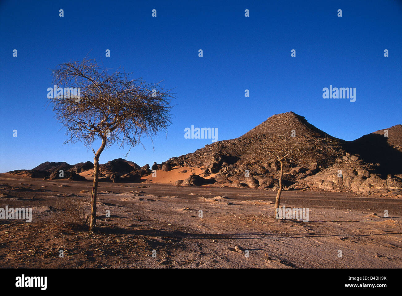 A lone tree in a valley bed in Jebel Acacus, Sahara Desert, Libya Stock ...