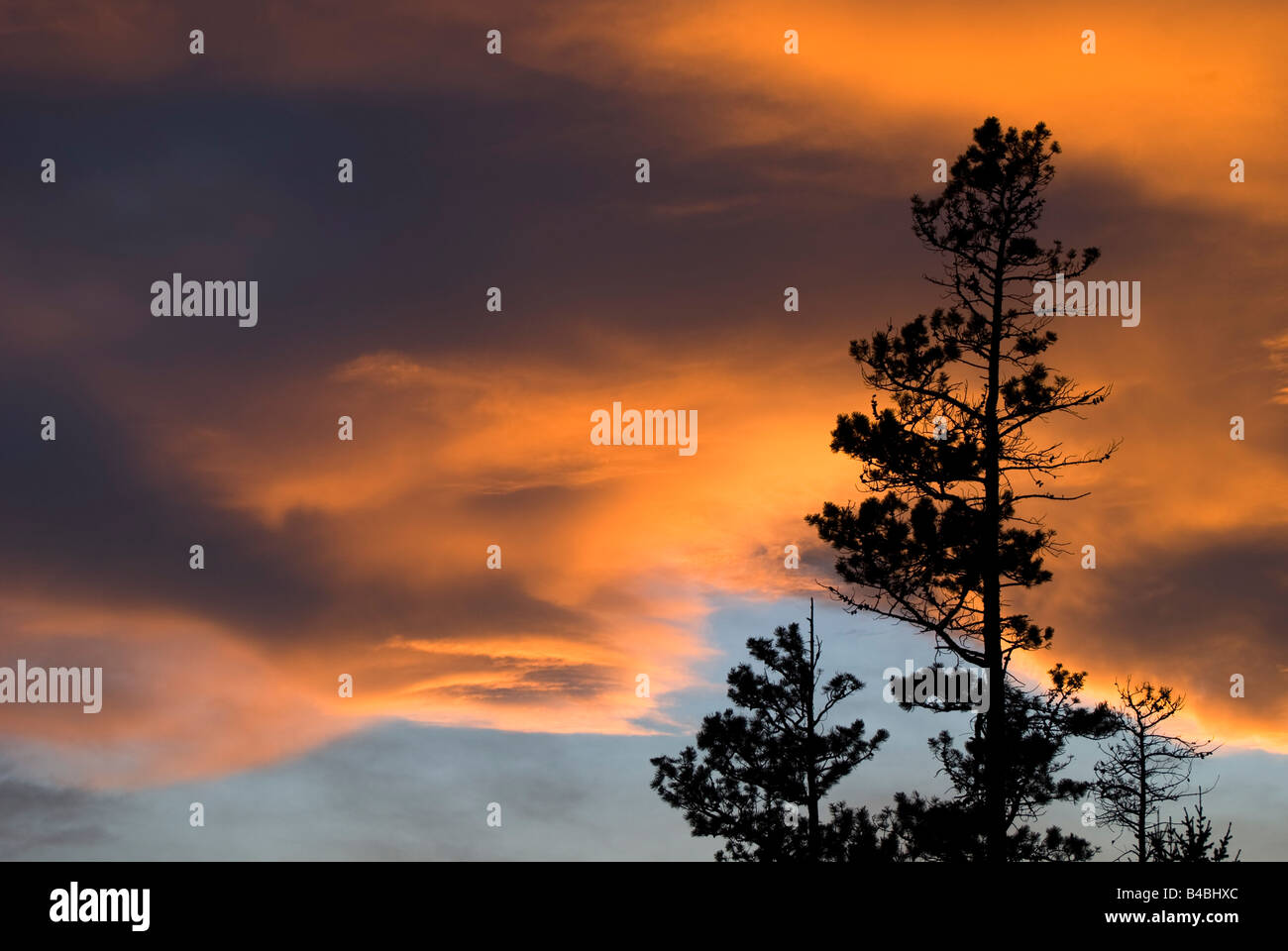 Silhouetted tree at sunset Stock Photo - Alamy