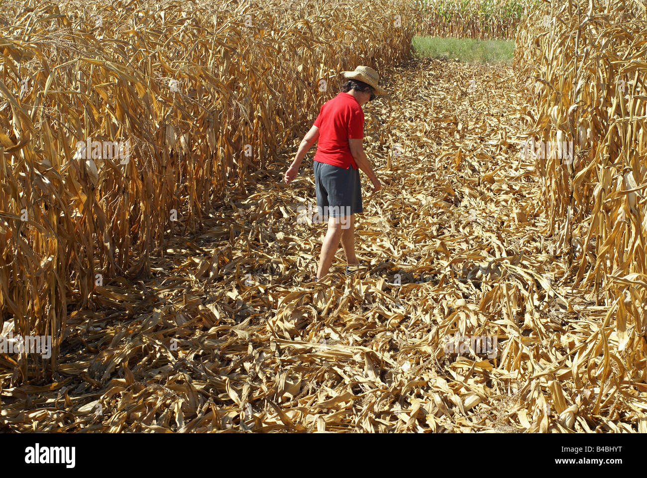 Walking Through Cornfield High Resolution Stock Photography and Images ...