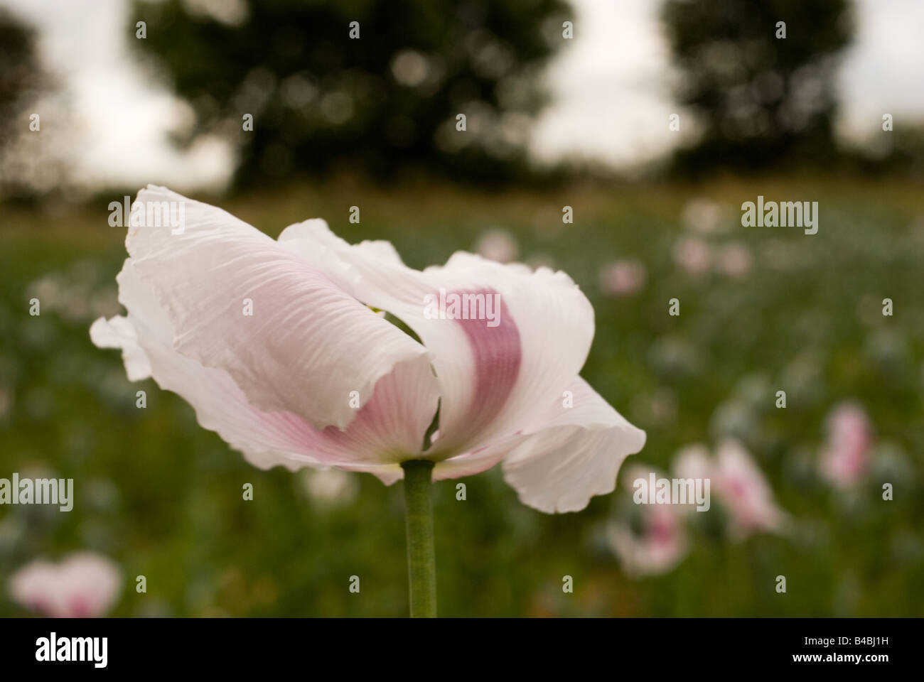 An opium poppy growing in Lincolnshire uk Stock Photo - Alamy