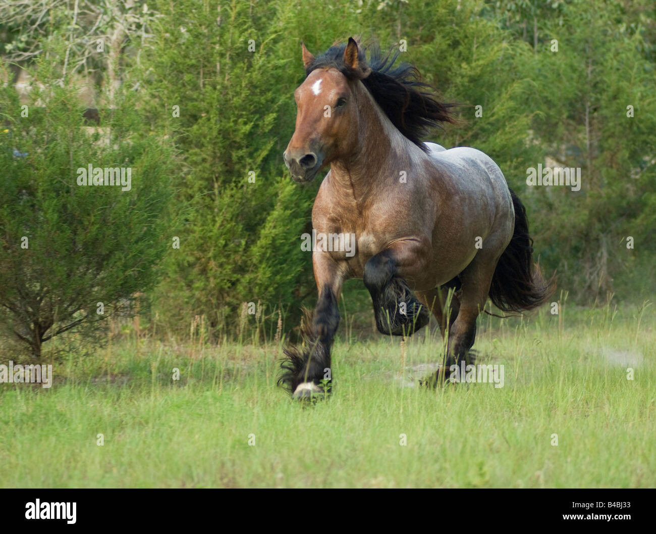 The Ardennes or Ardennais is one of the oldest breeds of draft horse ...