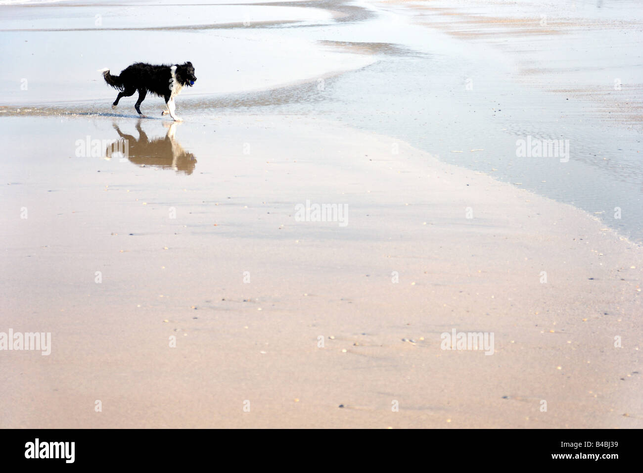 One small dog walking shallow water still surface sea shore on sand ...