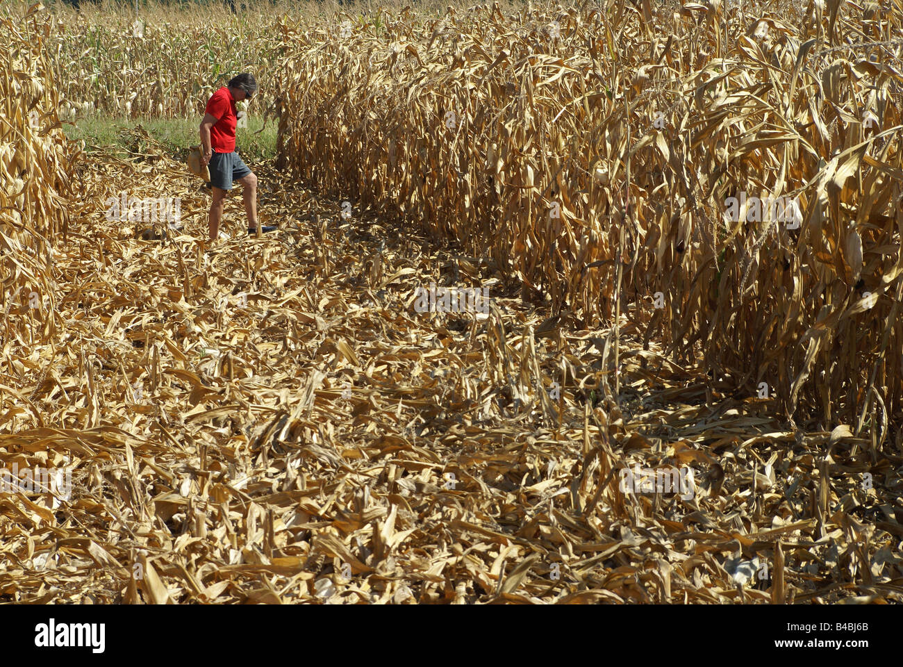 Walking through cornfield hi-res stock photography and images - Alamy
