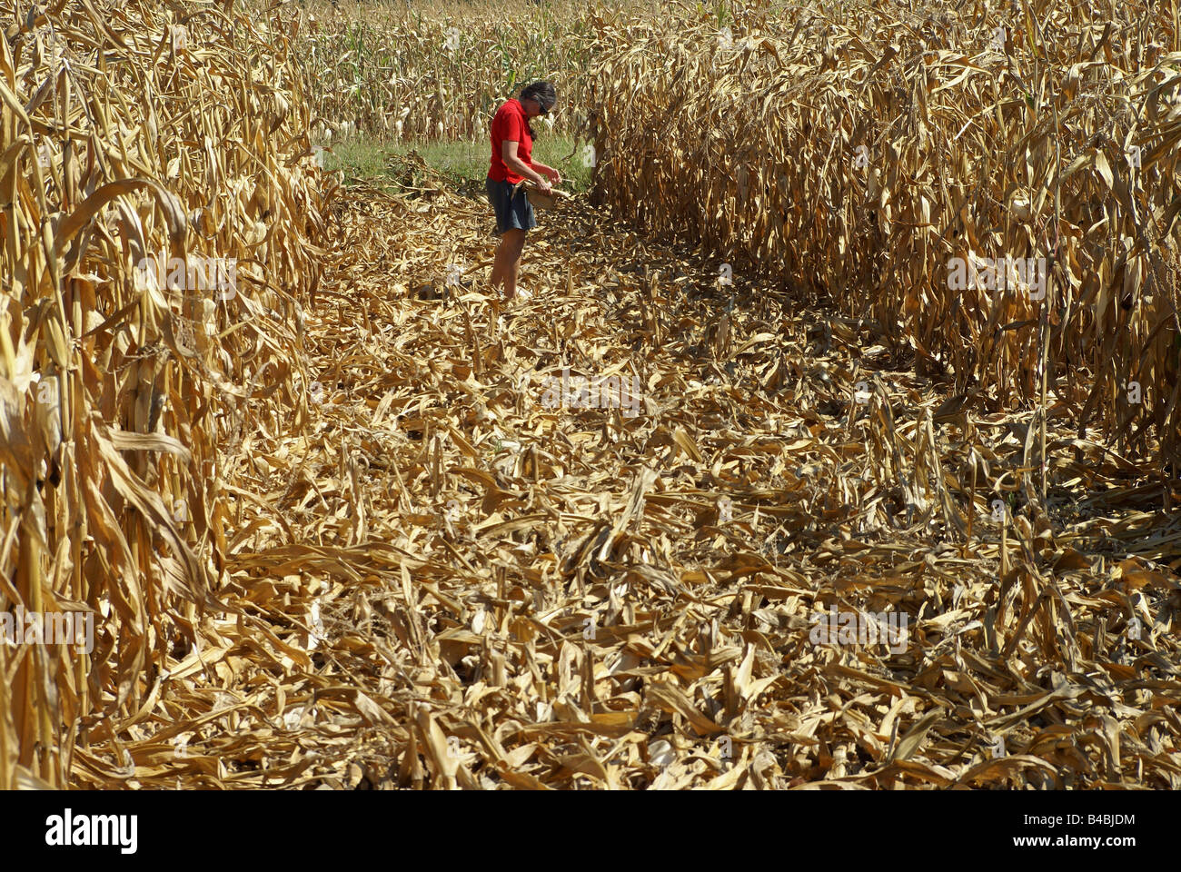 Collecting Corn Samples Stock Photo - Alamy