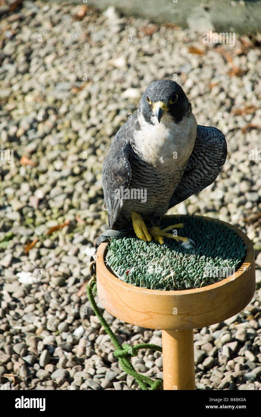 Peregrine falcon england hi-res stock photography and images - Alamy