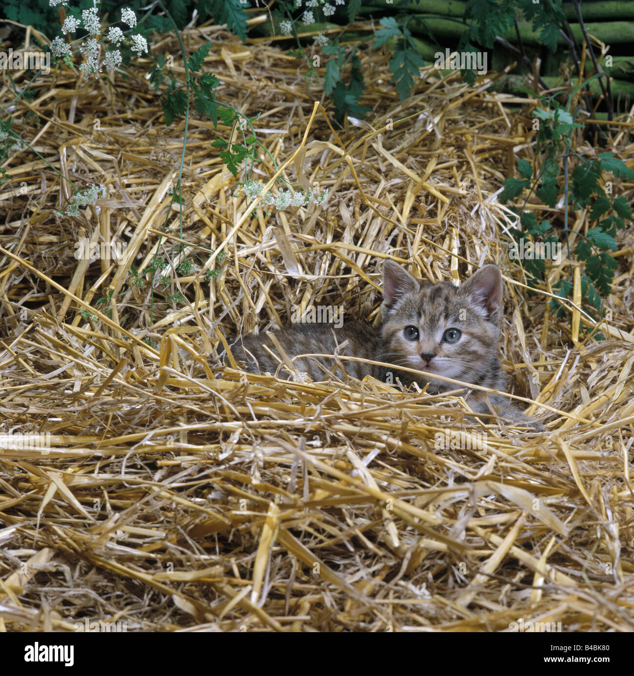 Tabby farm kitten playing hi-res stock photography and images - Alamy
