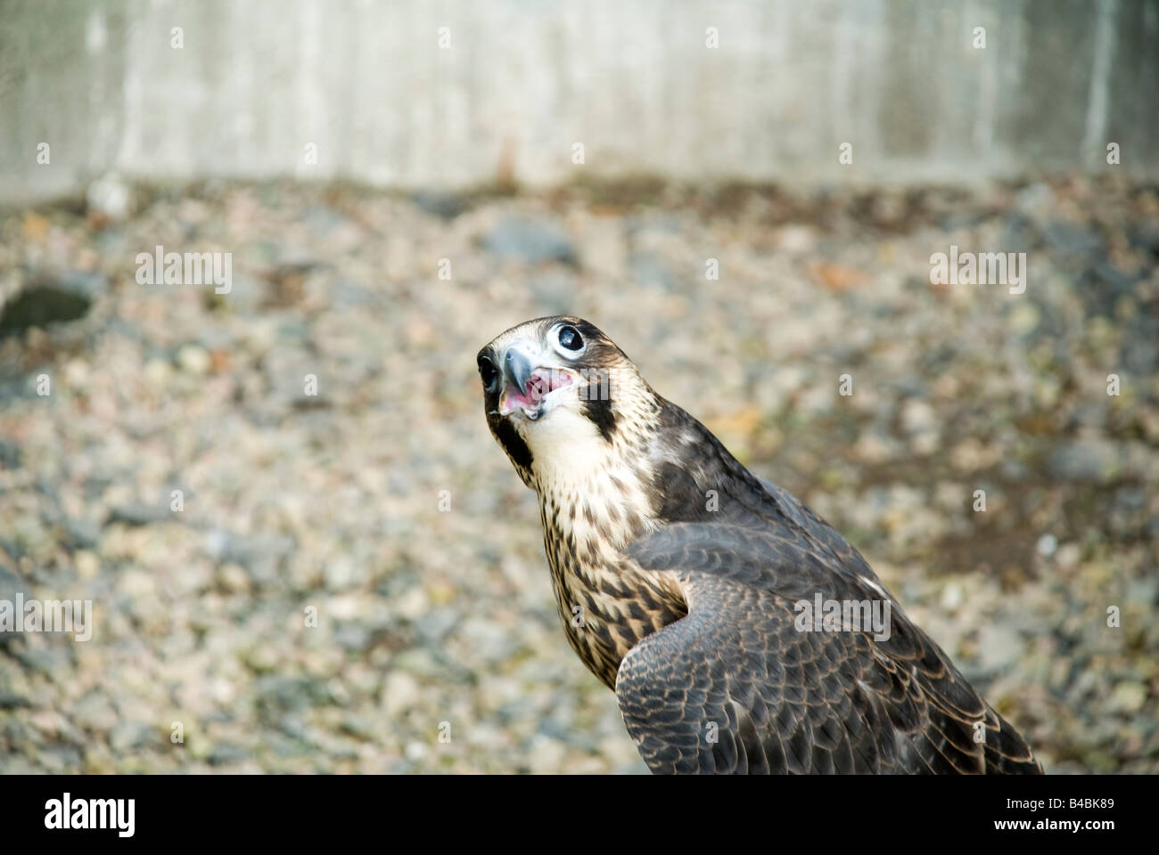 Peregrine falcon england hi-res stock photography and images - Alamy