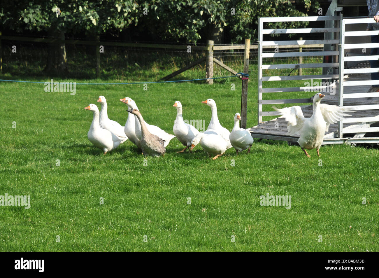 Geese released for the working dog geese guiding performance on Masham ...