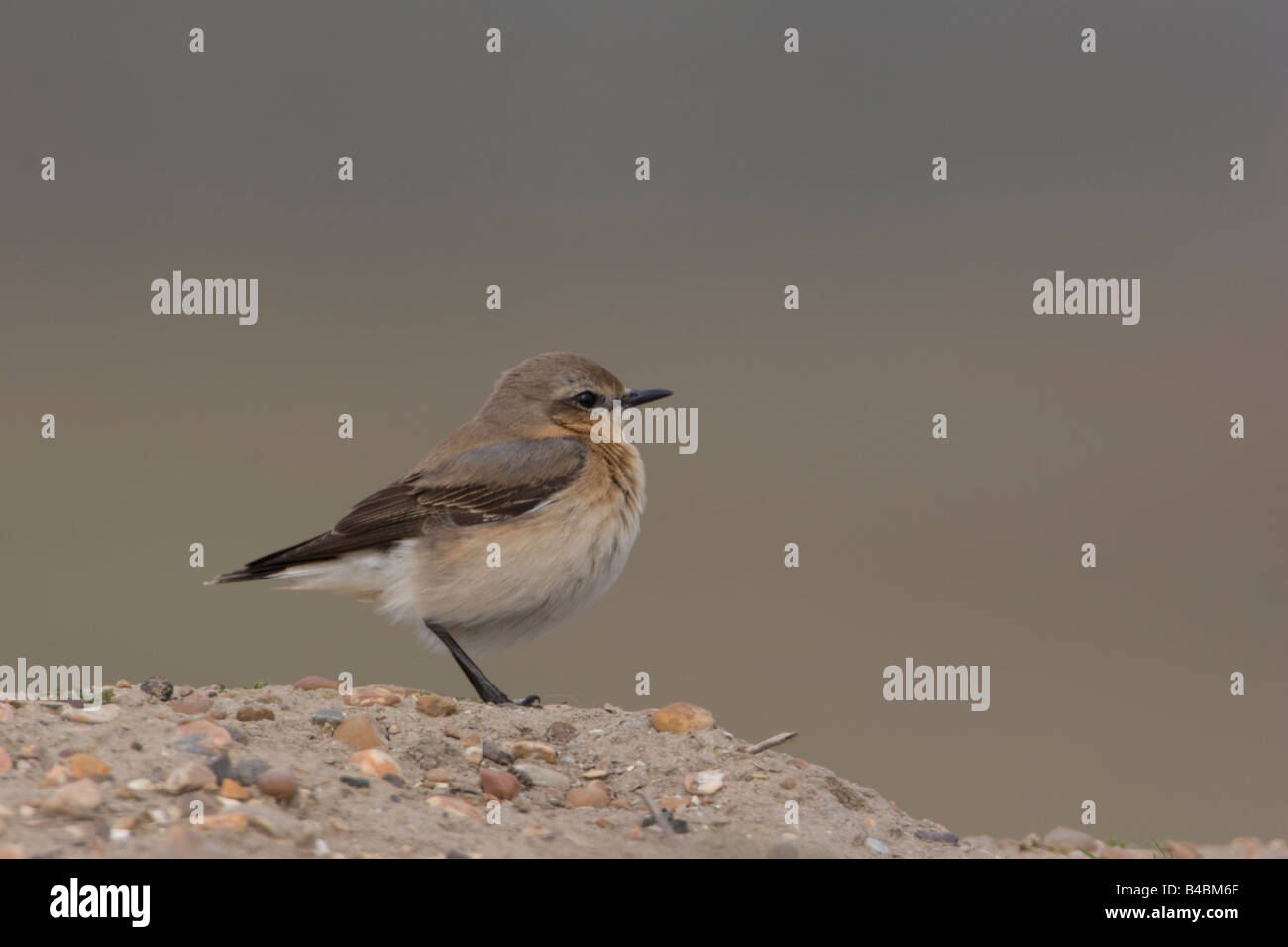 Common wheatear hi-res stock photography and images - Alamy