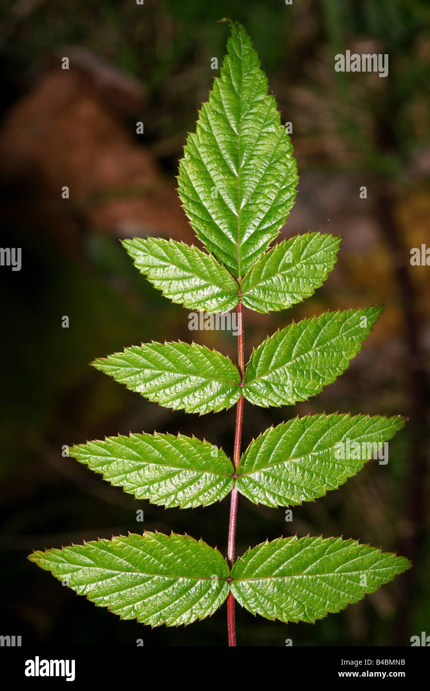Nine leaves hi-res stock photography and images - Alamy