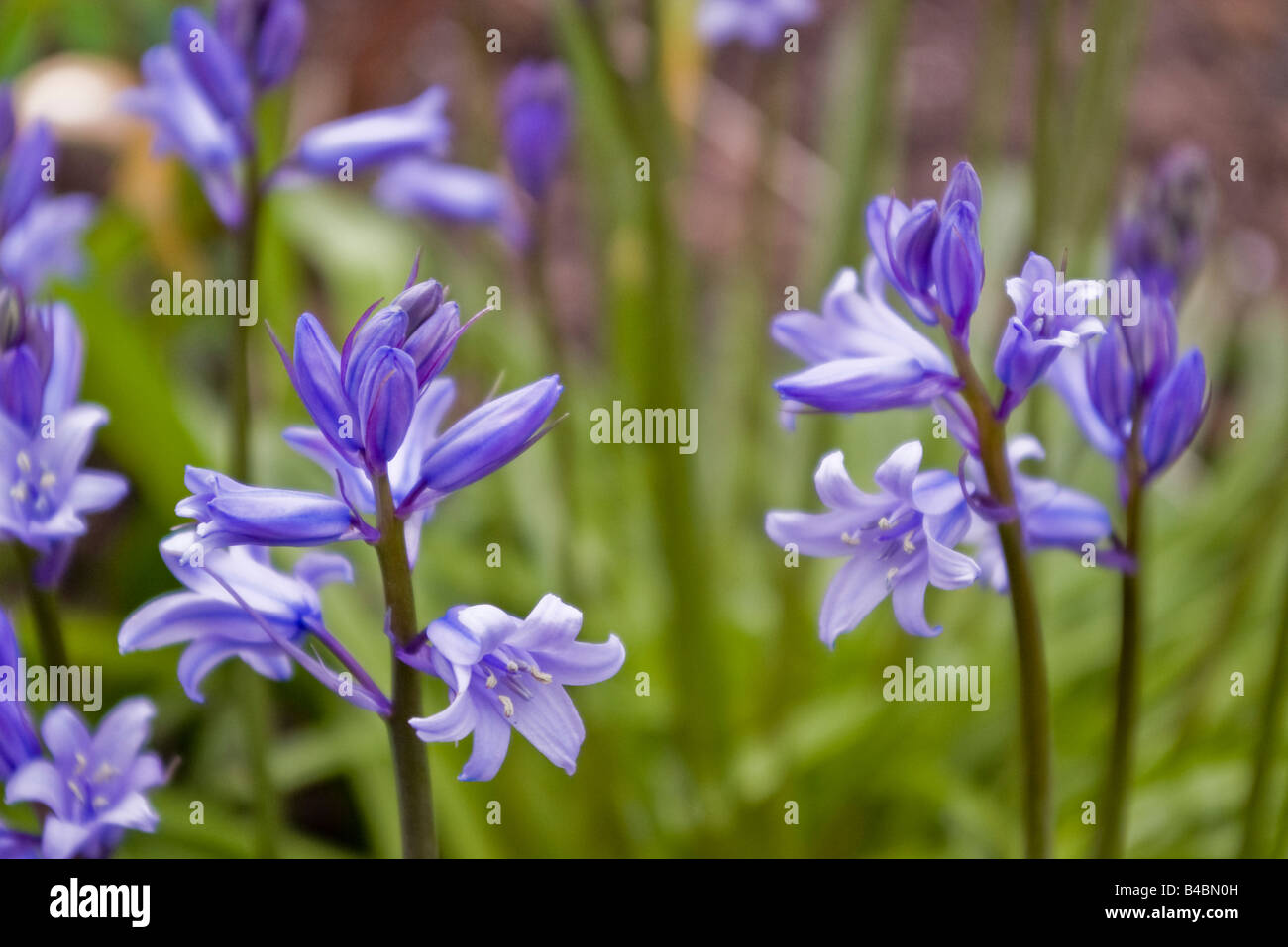 Bluebell hyacinth hi-res stock photography and images - Alamy