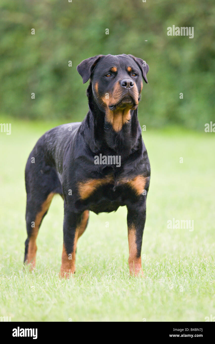 Rottweiler bitch standing in an alert pose Stock Photo - Alamy