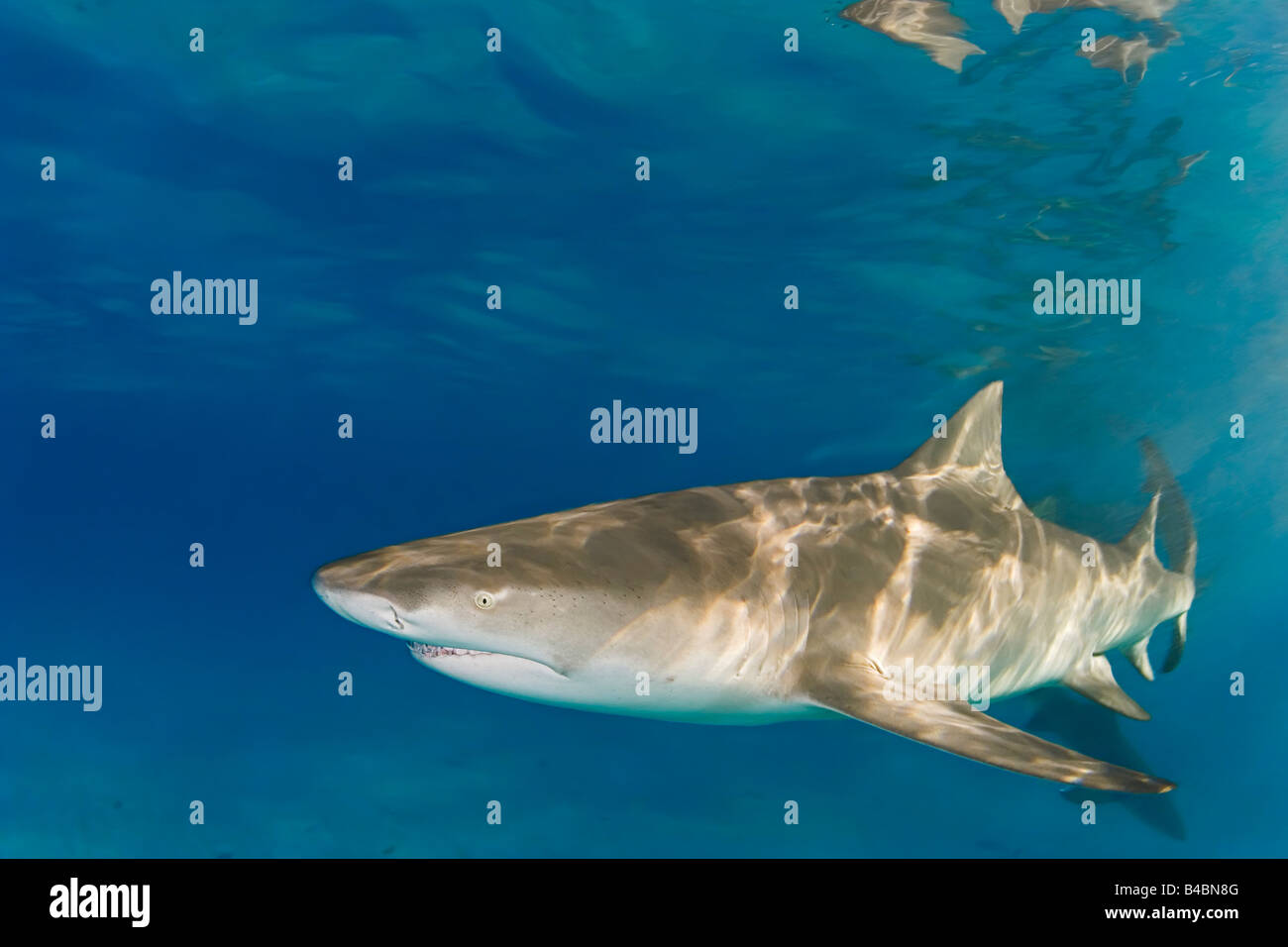 Lemon Shark Negaprion brevirostris West End Grand Bahama Atlantic Ocean ...