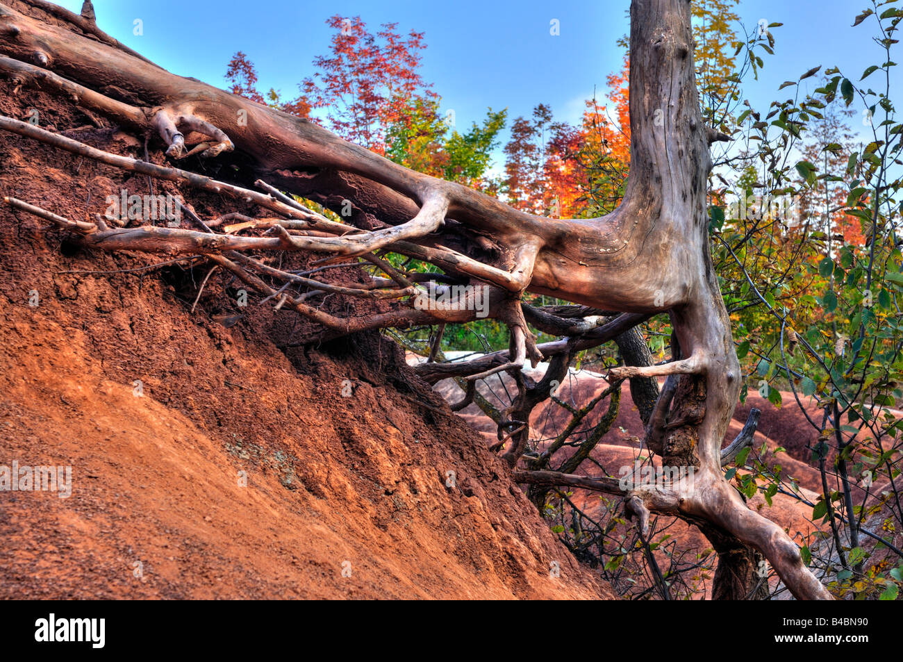 Dry tree roots Stock Photo - Alamy